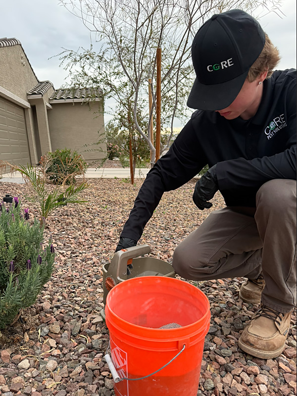Ant Control Phoenix AZ | Ant Removal & Extermination
