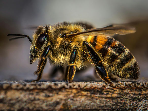 Bee Control Phoenix AZ | Bee Hive Removals | Wasp Extermination